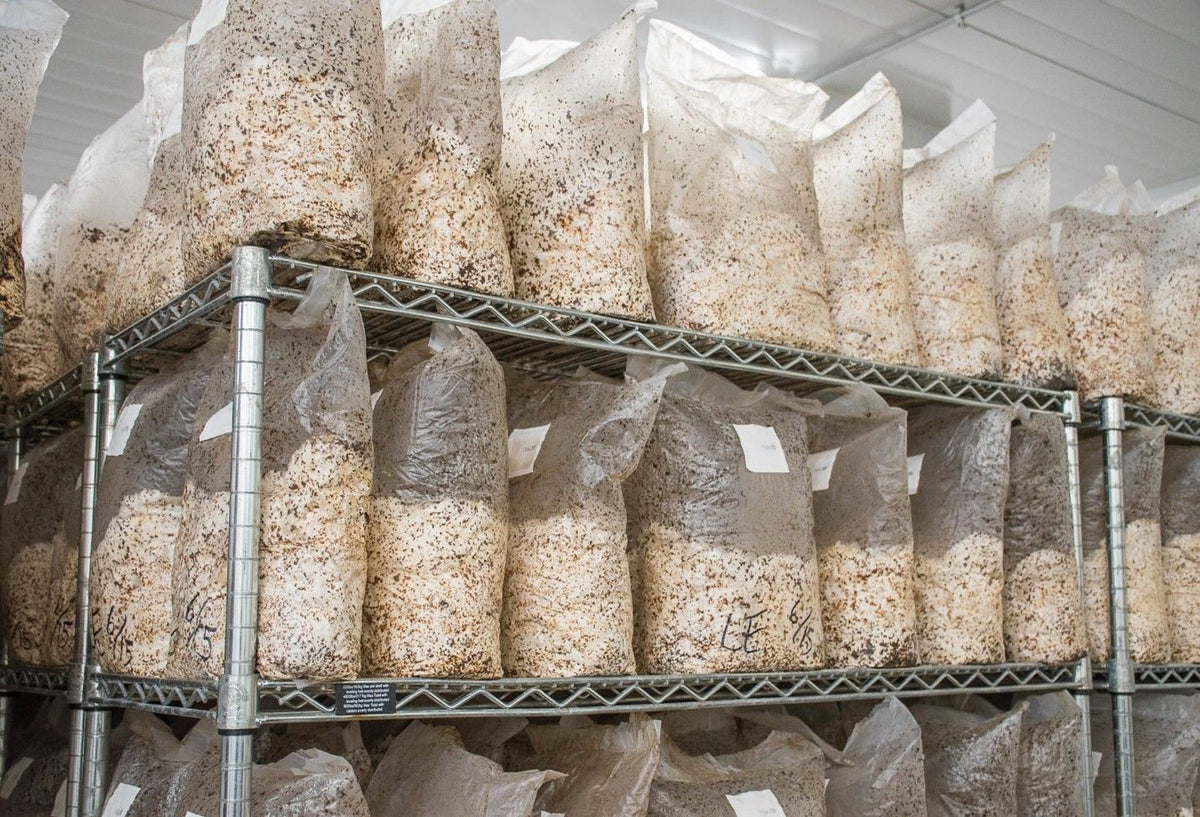Urban Mushroom Farming: Maximize Yields in Small Spaces – Out Grow