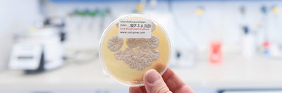 A Guide to Growing and Harvesting Pink Oyster Mushrooms at Home ...