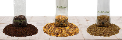 What is Grain Spawn? - Guide to Using Grain Spawn in Mushroom ...