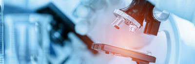 Guide to Wine Cap Mushrooms – Out Grow