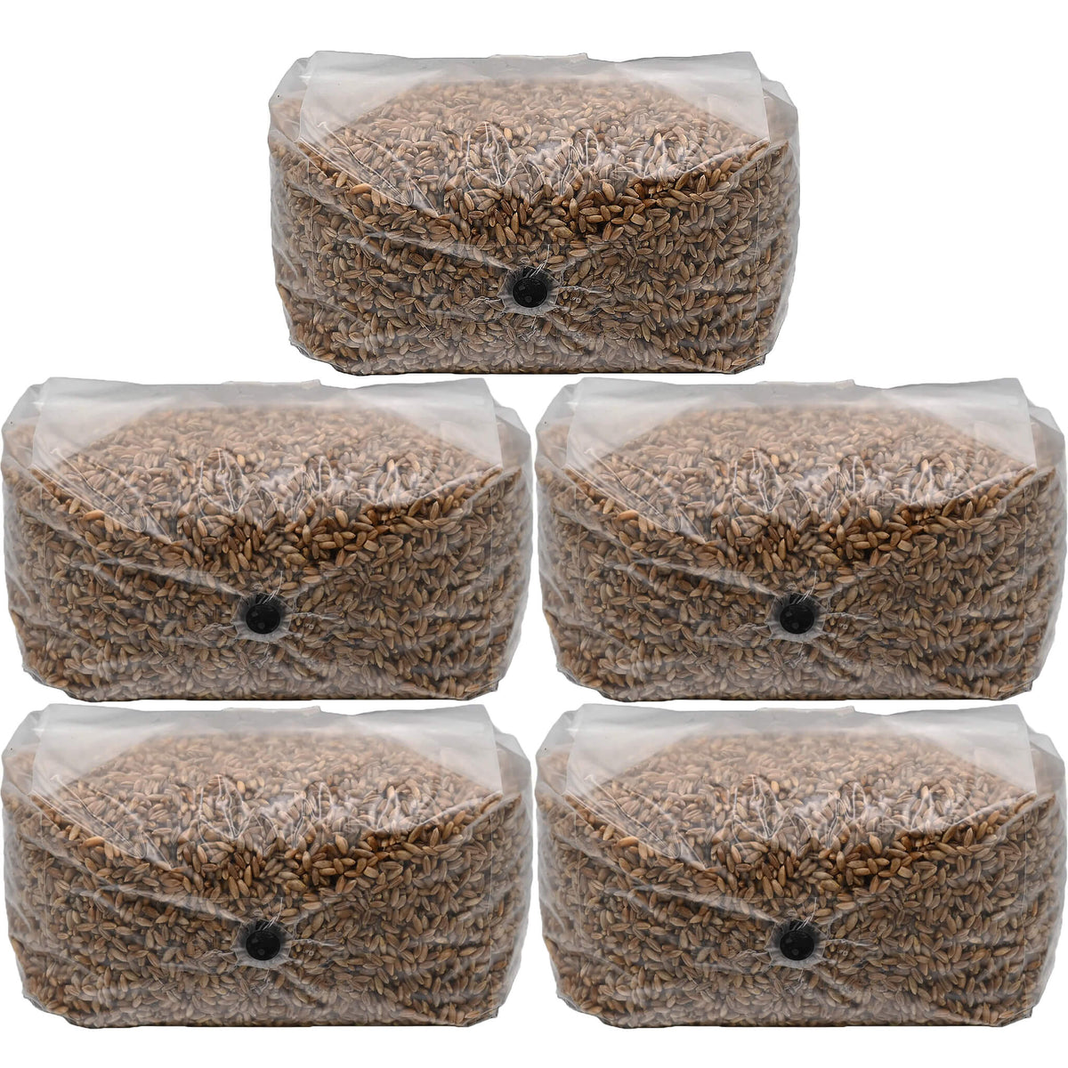 Rye Berry Bulk Substrate Grain Bags – 25 lbs – Out Grow
