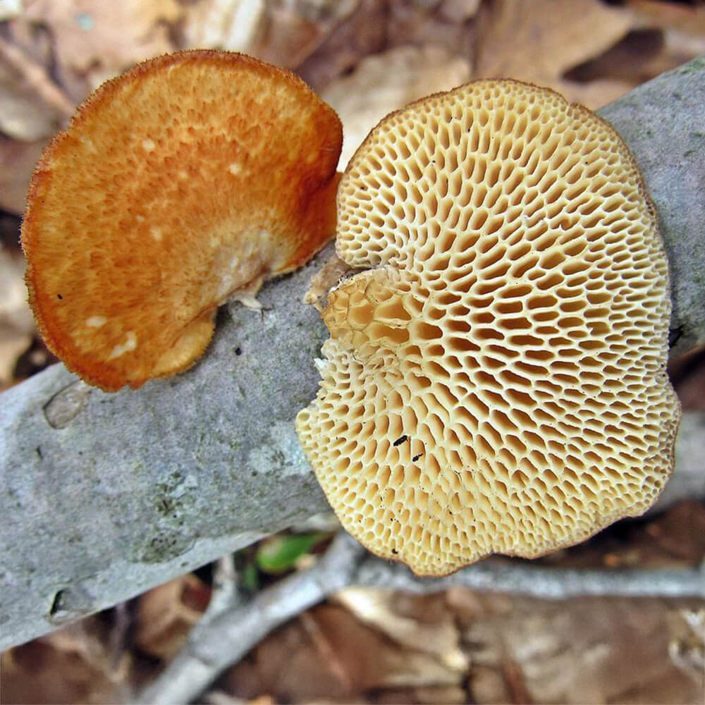 Hexagonal Polypore (Neofavolus americanus) – Out Grow