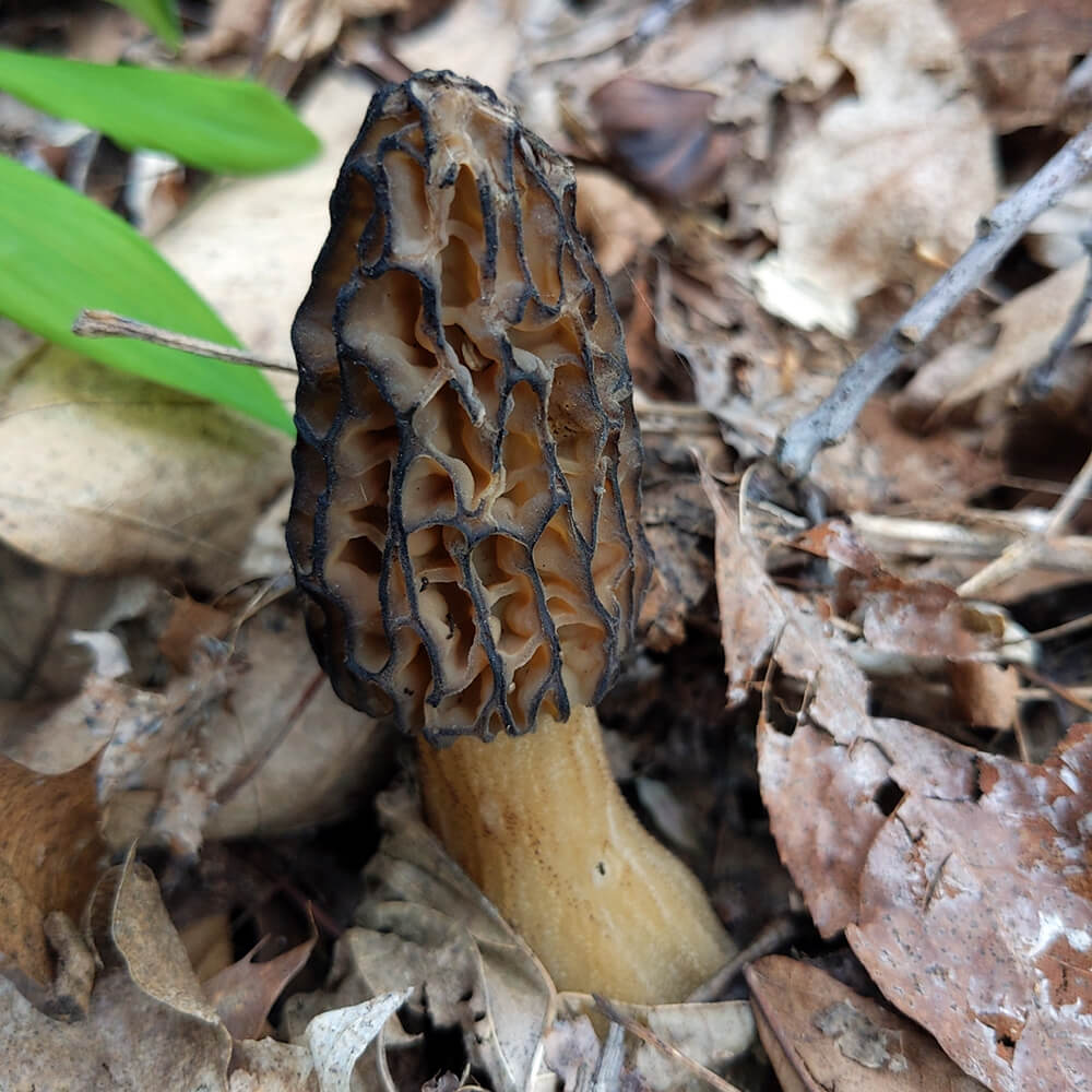 Morchella conica - Rare Morel Liquid Culture – Out Grow