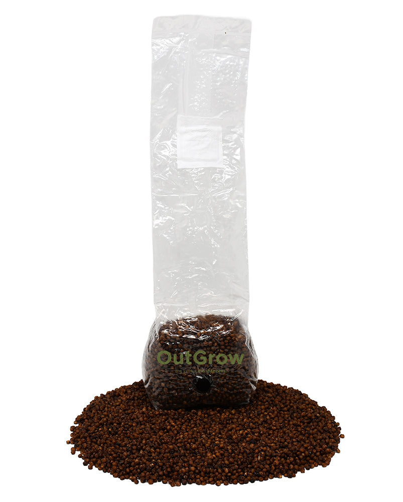 Sterilized Red Milo Grain Spawn Bag – 1lb | The Best Grain Spawn – Out Grow