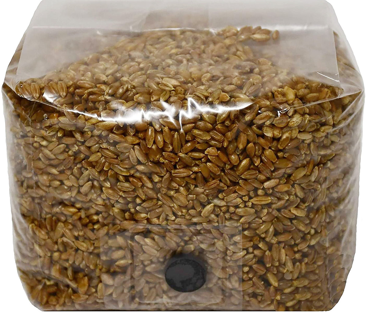 Sterilized Rye Berry Grain Spawn Bag – 3lb | Lab-Prepared | Out-Grow ...