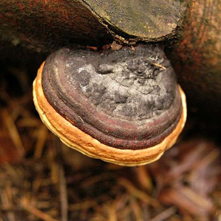 Phellinus linteus – Out Grow