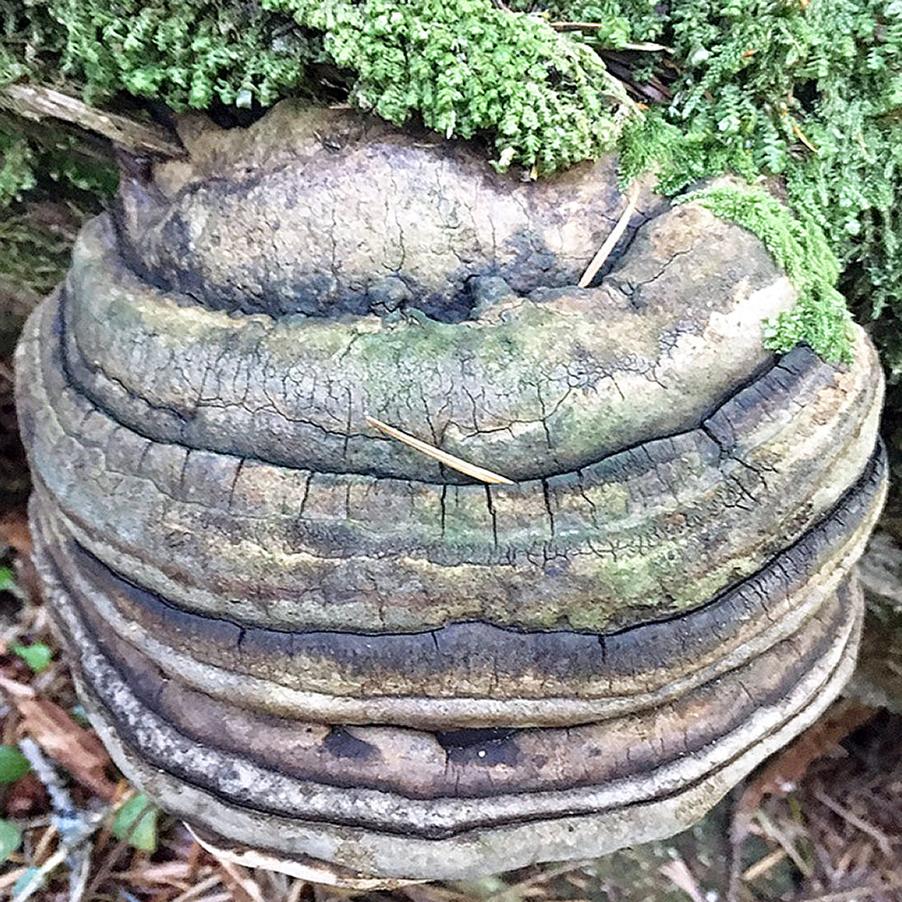 Agarikon (Fomitopsis officinalis) Liquid Culture Syringe – Out Grow