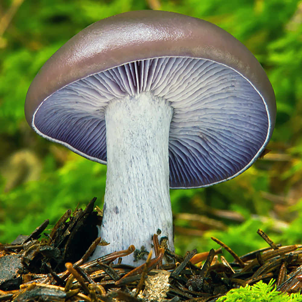 Blewit Mushroom (Lepista nuda) Liquid Culture Syringe – Out Grow