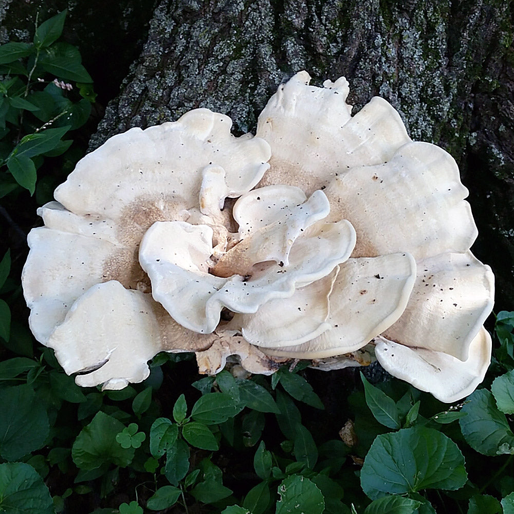Berkeley's Polypore (Bondarzewia berkeleyi) Liquid Culture – Out Grow