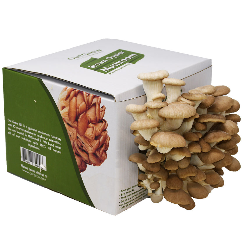 Brown Oyster Mushroom Grow Kit – Out Grow