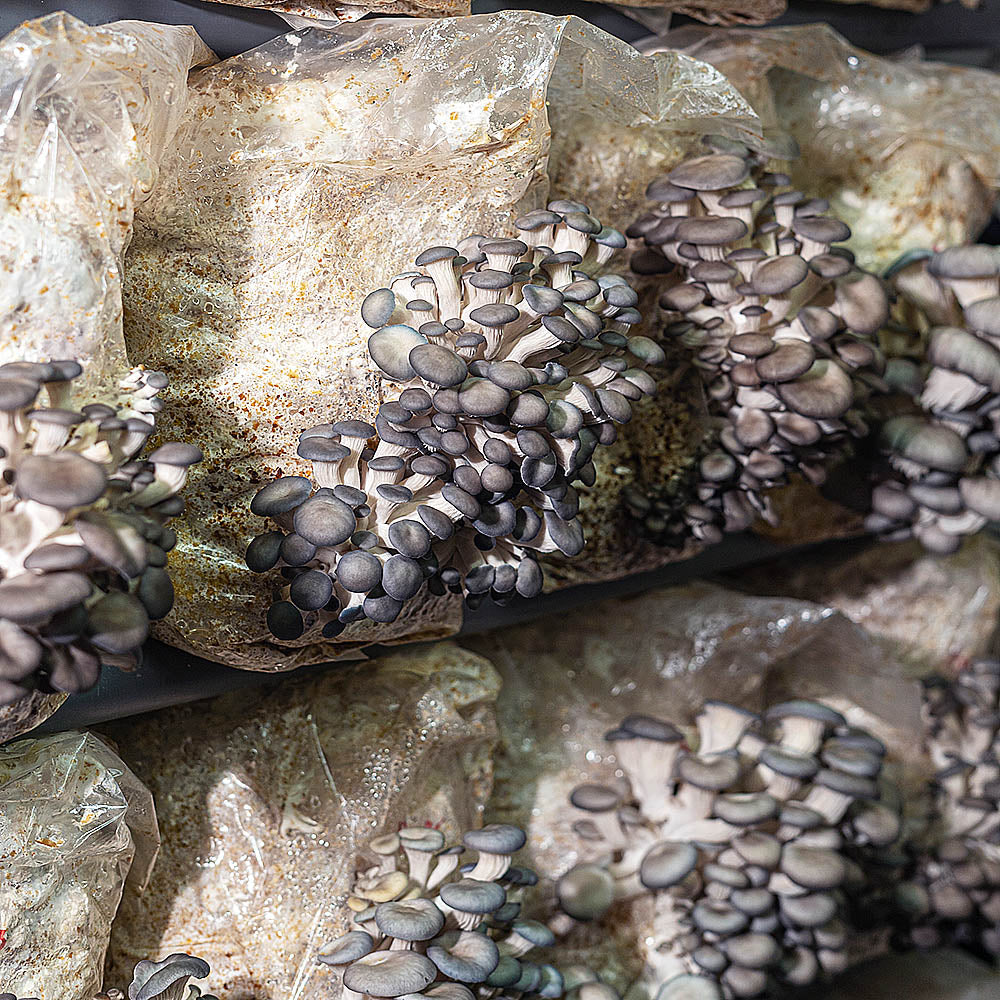 Grey Oyster Mushroom Culture - Enjoy Mushroom Cultivation – Out Grow
