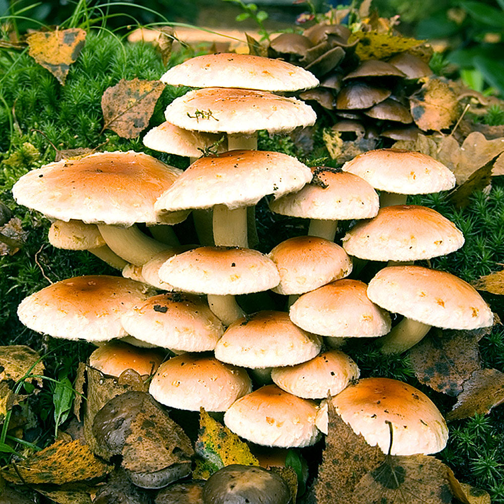 Cinnamon Cap Mushroom (Hypholoma sublateritium) Culture – Out Grow