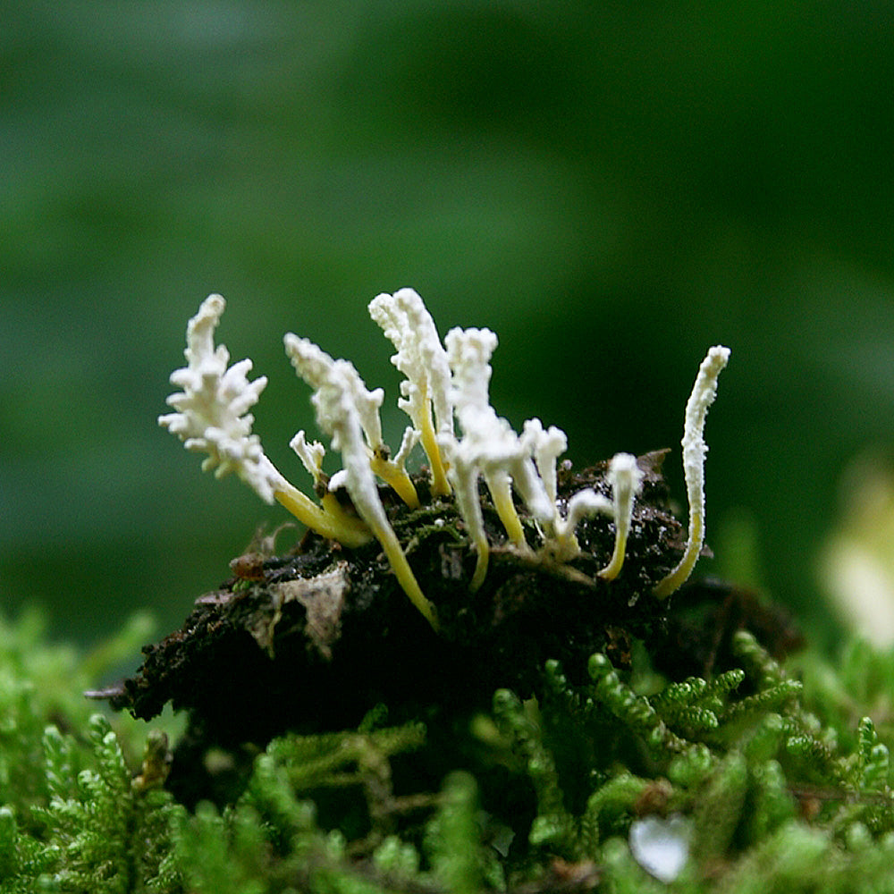 Isaria tenuipes Liquid Culture: Boost Your Mushroom Cultivation Journey ...