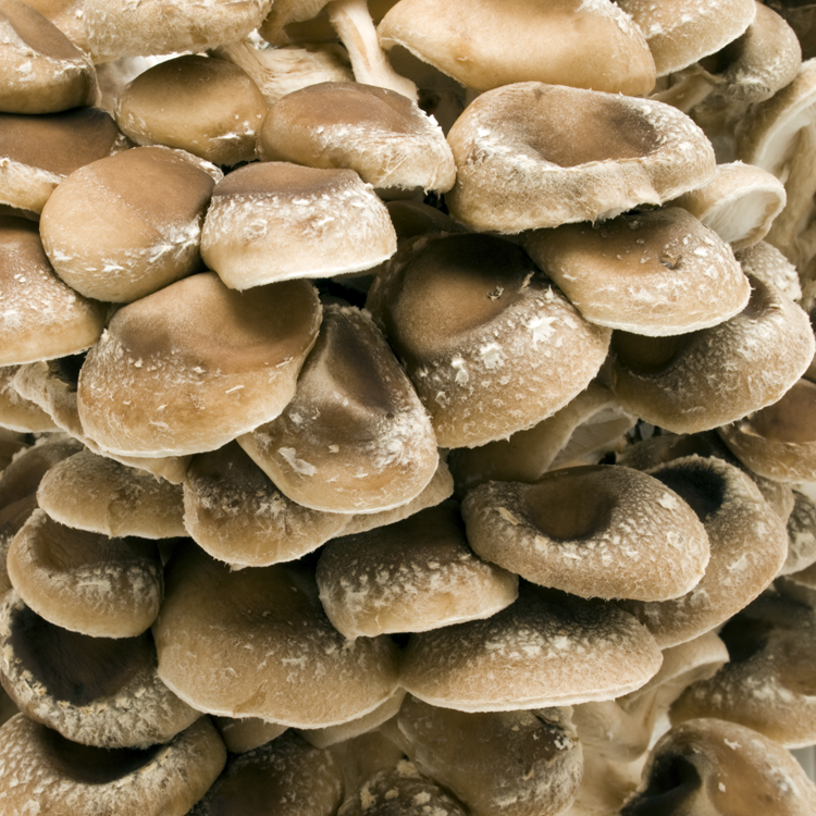 Shiitake Indoor (Lentinula edodes) Liquid Culture Syringe – Out Grow