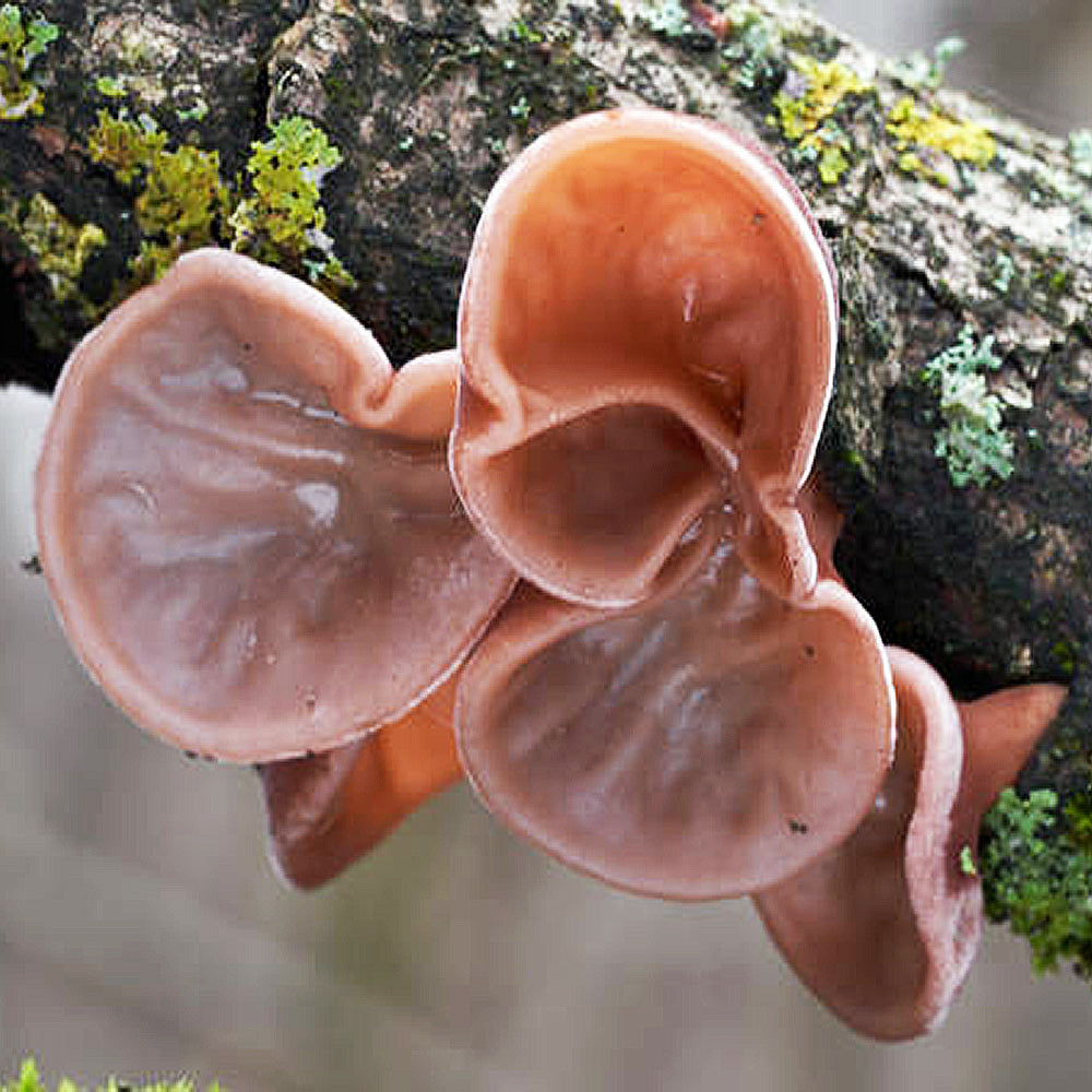 Cloud Ear Fungus (Auricularia polytricha) Liquid Culture – Out Grow